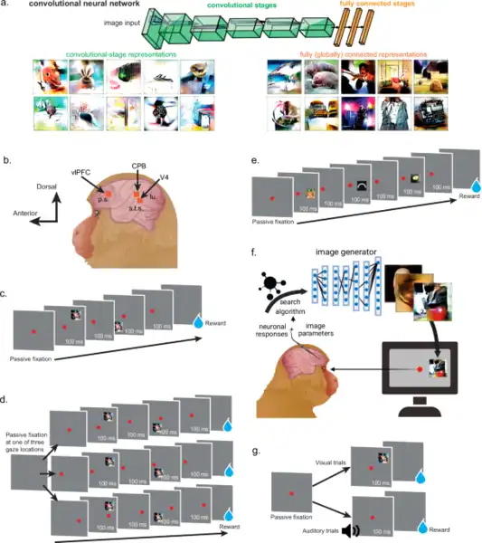 A concentration of visual cortex-like neurons in p... - AINave
