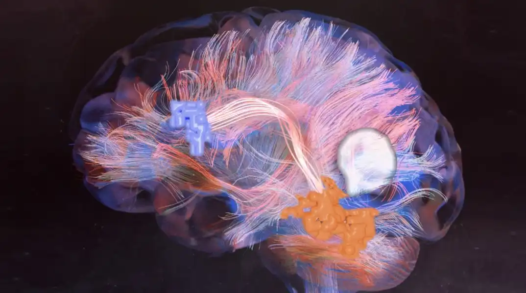 Connectomics Mapping The Brain Using Artificial Ainave