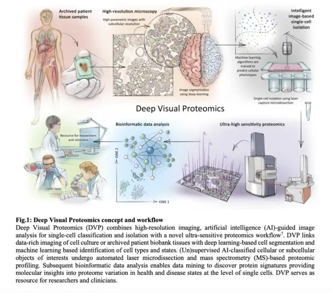 Revolutionizing Cellular Analysis: Deep Visual Pro... - AINave