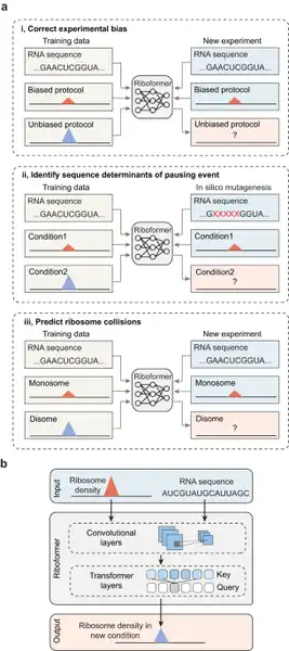 Riboformer: a deep learning framework for predicti... - AINave
