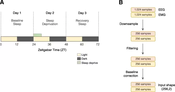 SlumberNet: deep learning classification of sleep ... - AINave