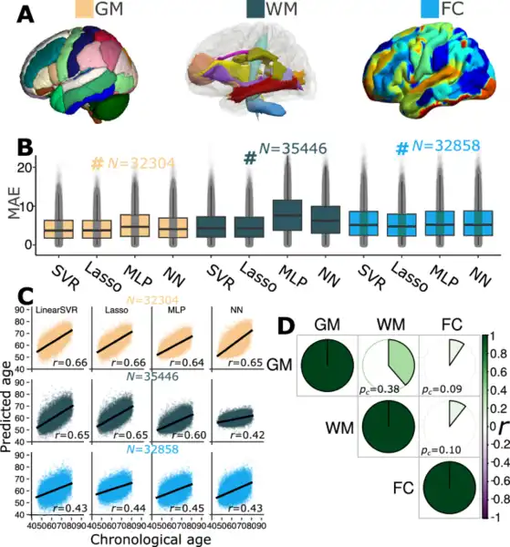 The genetic architecture of multimodal human brain... - AINave
